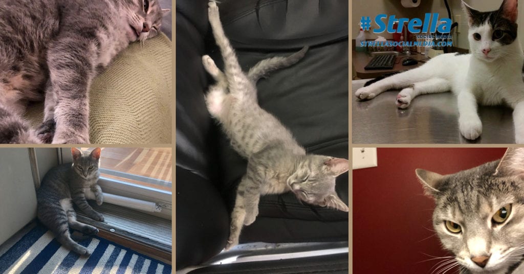 Why The Cat Should Be The CEO